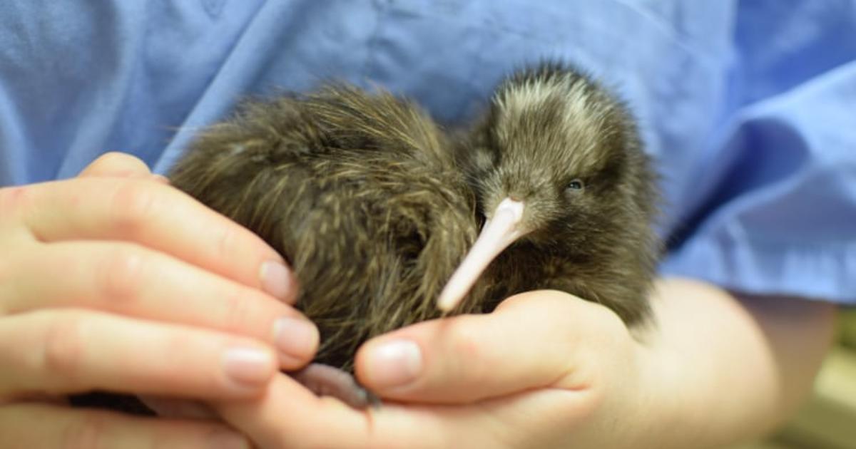 10 places to spot a kiwi in New Zealand | Travel Trade